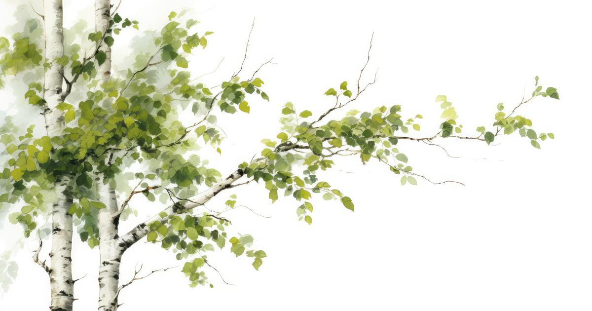 Birke: Symbol für Jugend - Achillea